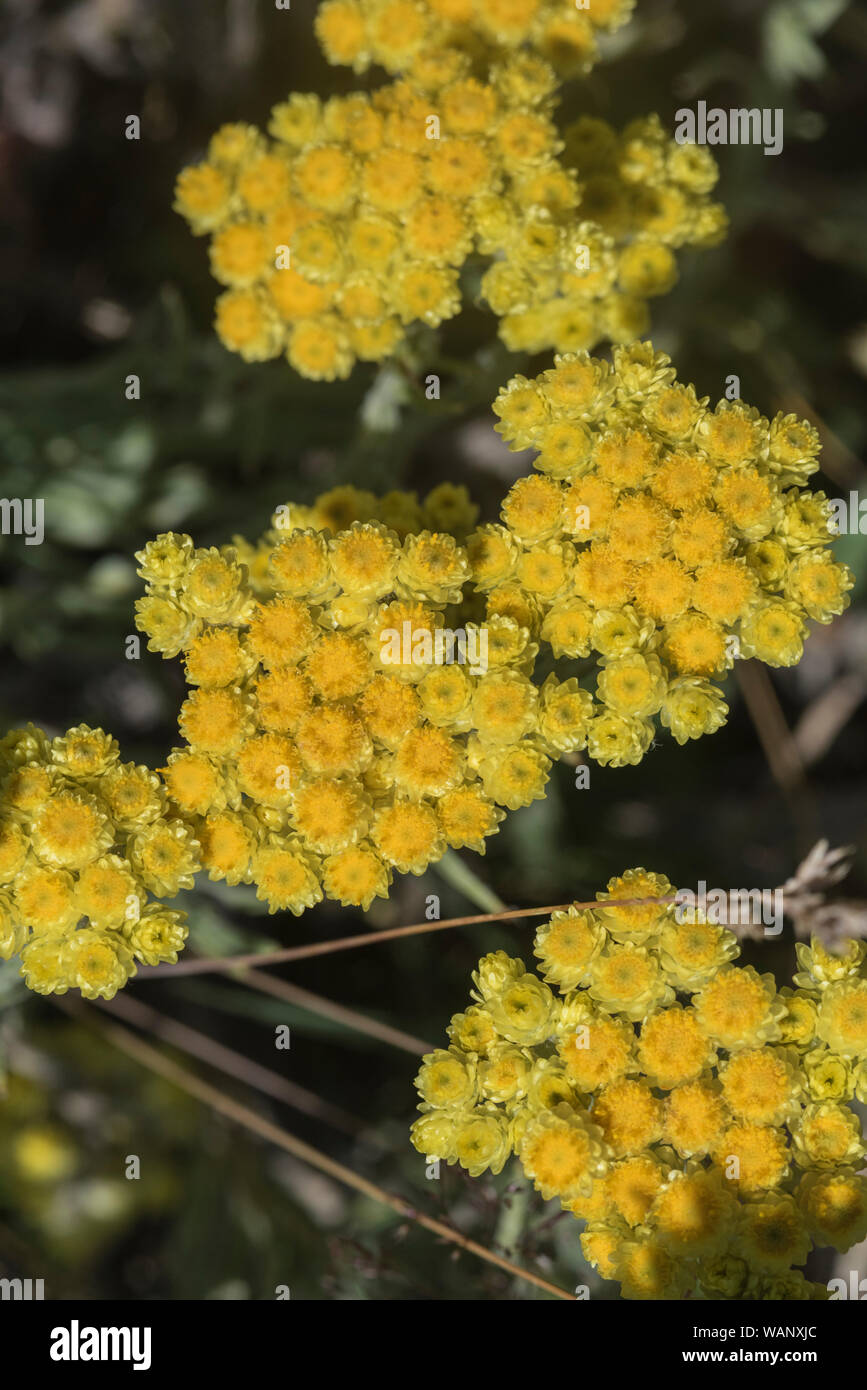 Yellow flowers of a Helichrysum species in NE Turkey Stock Photo - Alamy