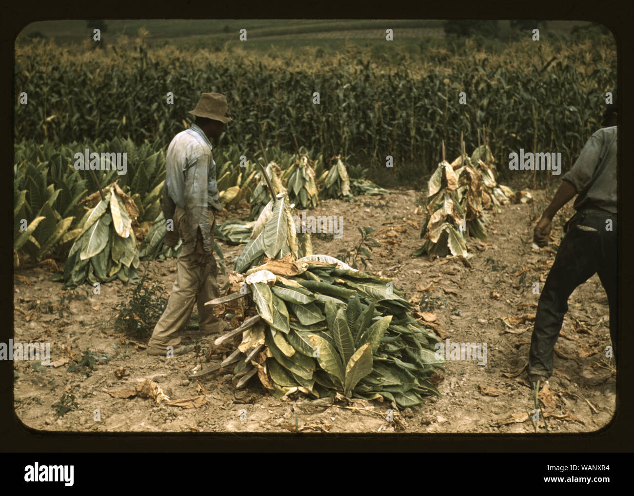 Tobacco drying curing barn hi-res stock photography and images - Alamy