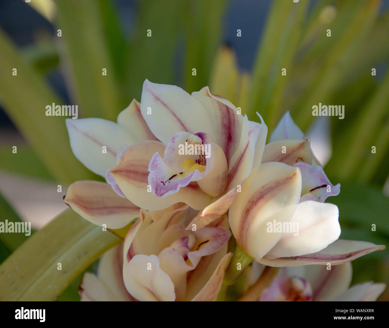 Cream coloured flowers hi-res stock photography and images - Alamy