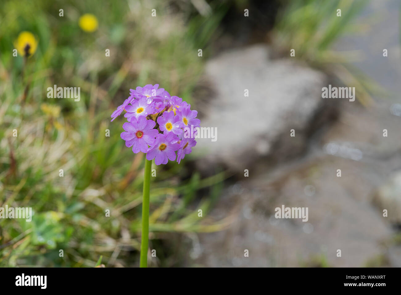 Primula auriculata hi-res stock photography and images - Alamy