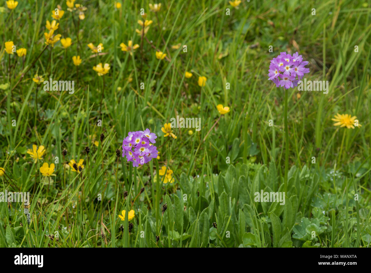 Primula auriculata hi-res stock photography and images - Alamy