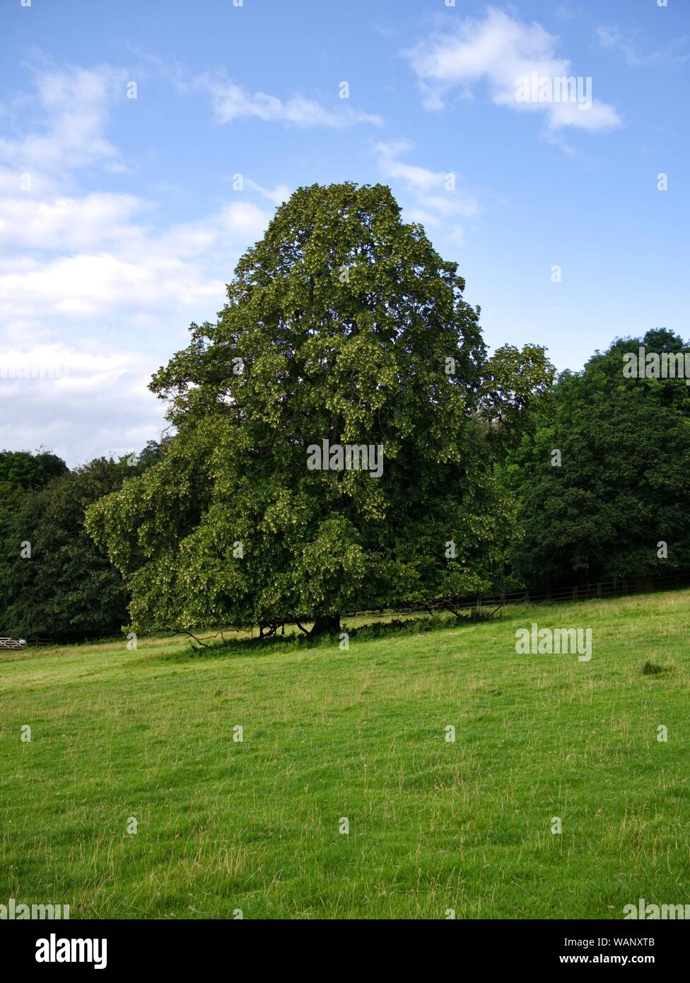 Lone Tree at the Yorkshire Sculpture Park Yorkshire England Stock Photo ...