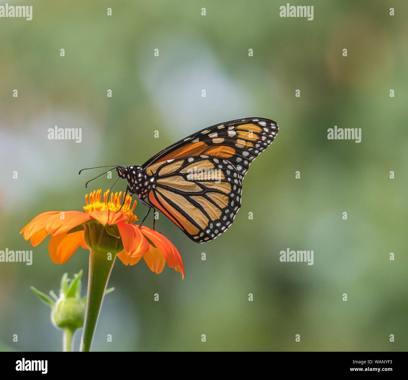Monarch butterfly resting on flower hi-res stock photography and images ...