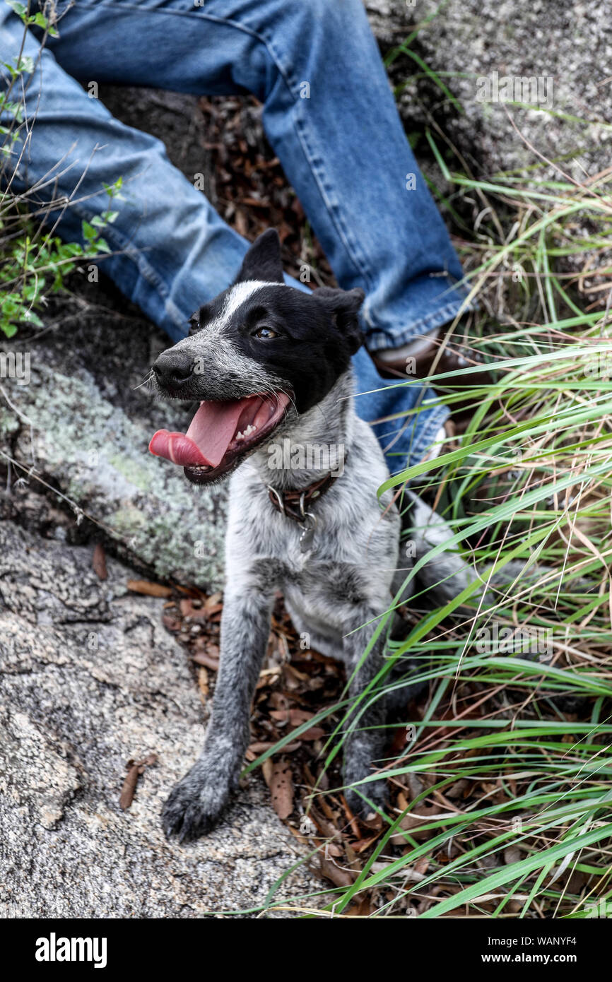dog called river. Sierra los Locos, Sonora, Mexico. (Photo ...