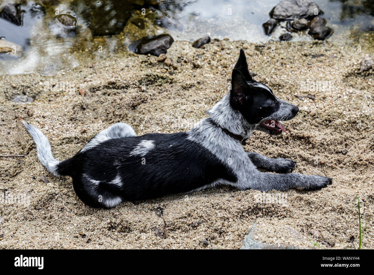 dog called river. Sierra los Locos, Sonora, Mexico. (Photo ...