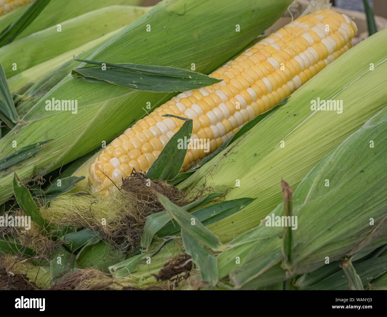 High Moisture Ear Corn