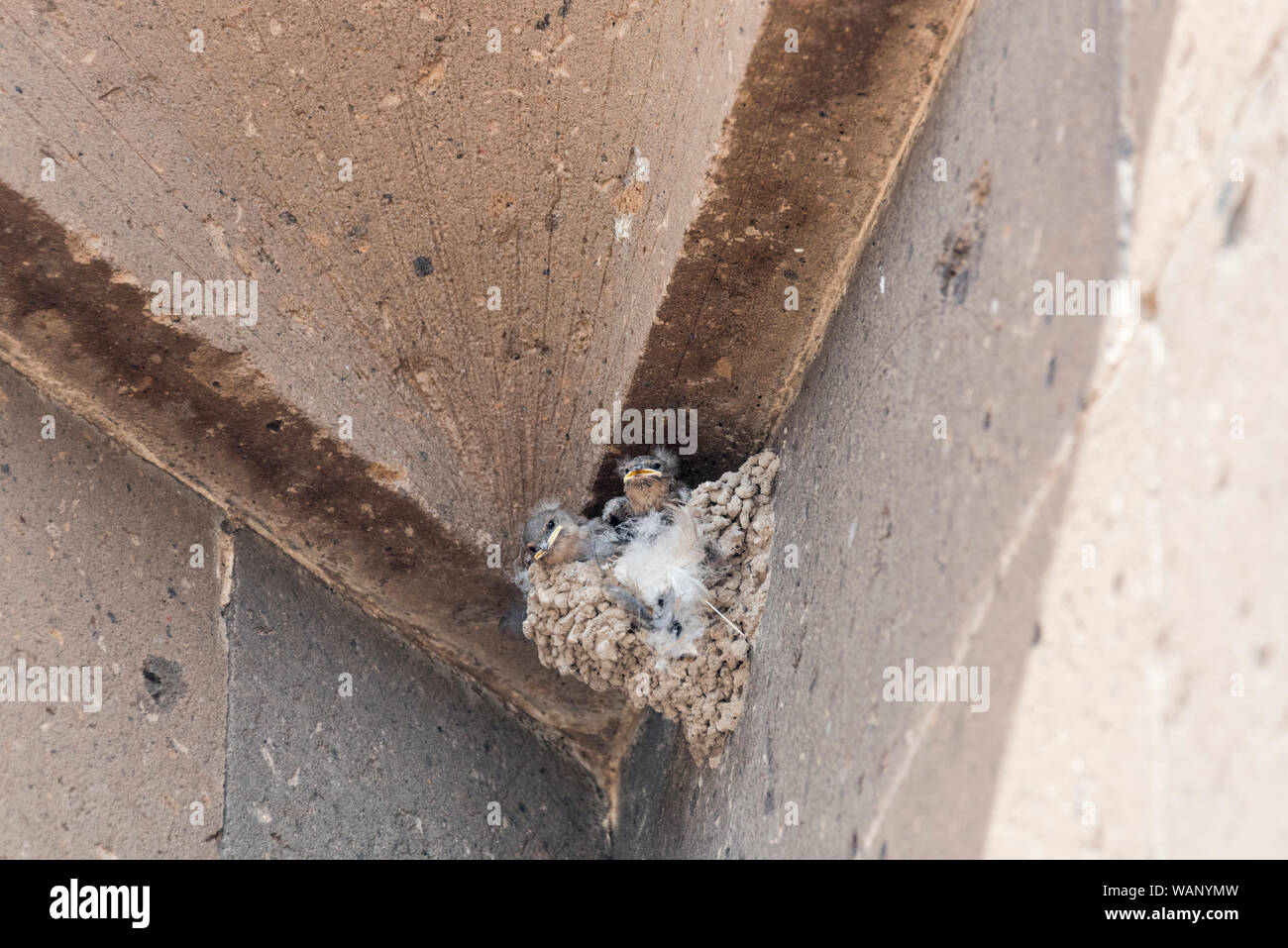 Common Swift (Apus apus) chicks in their nest Stock Photo - Alamy
