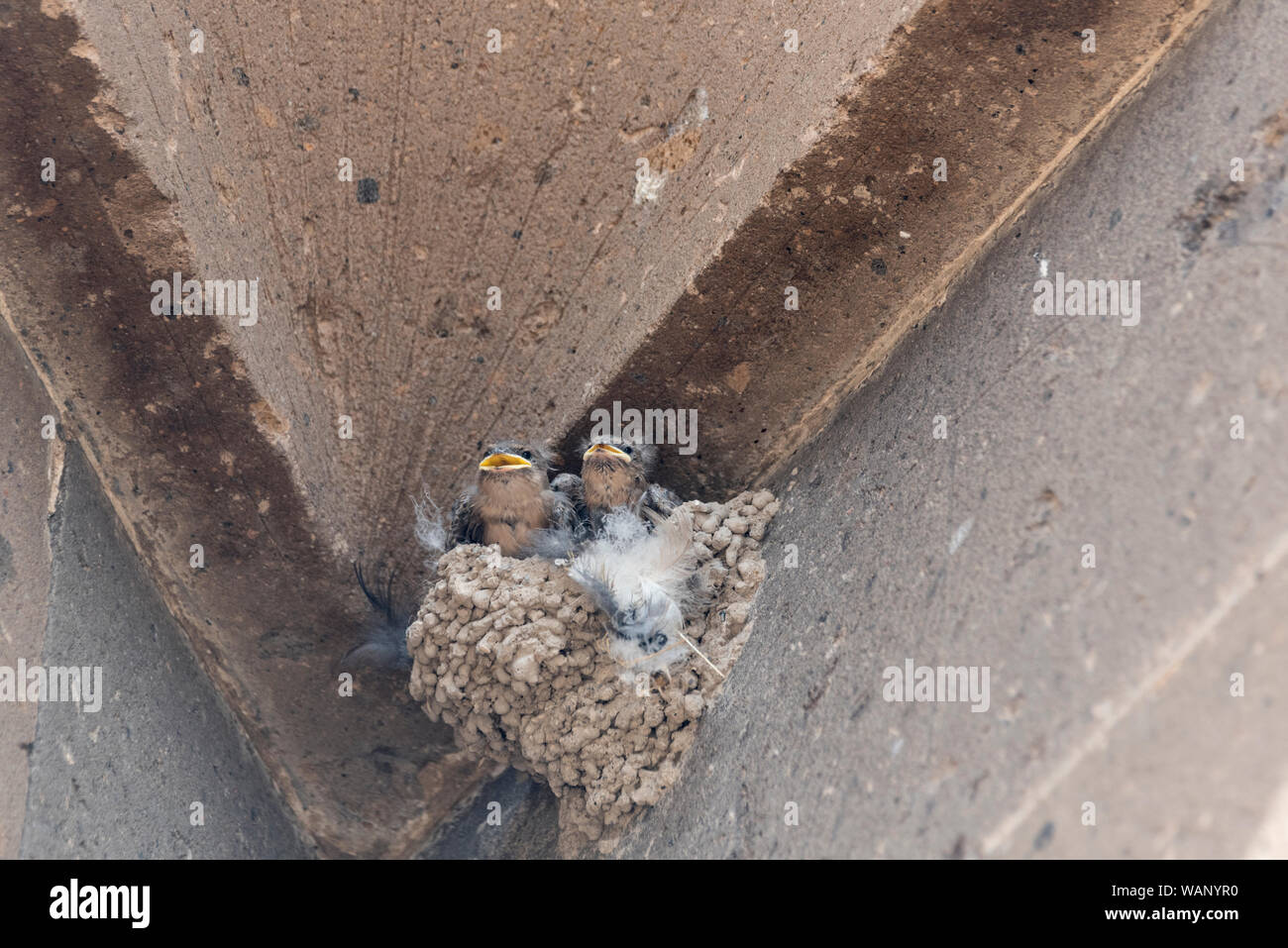 Common Swift (Apus apus) chicks in their nest Stock Photo - Alamy