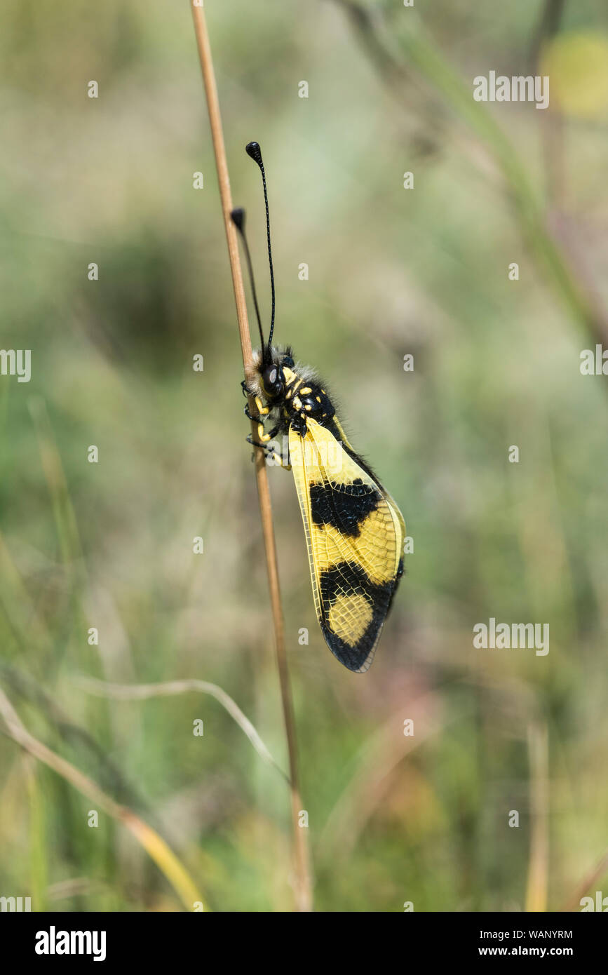 Owlfly probably the species Libelloides macaronius Stock Photo - Alamy