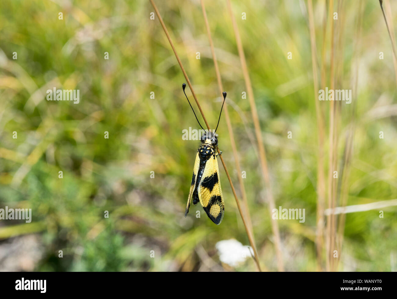 Owlfly probably the species Libelloides macaronius Stock Photo - Alamy