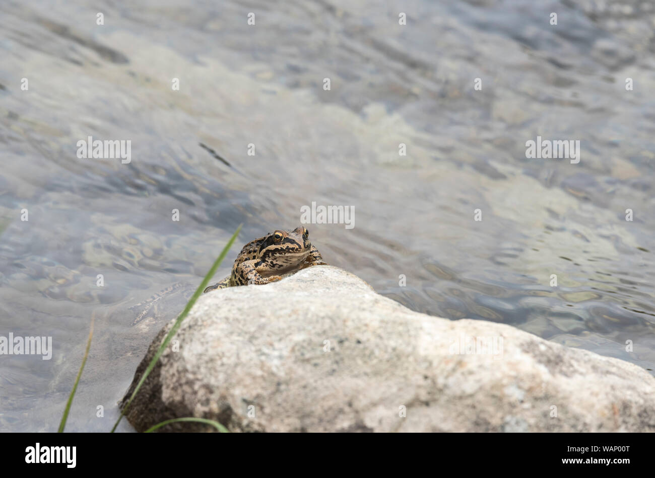 Alpine wood frog hi-res stock photography and images - Alamy