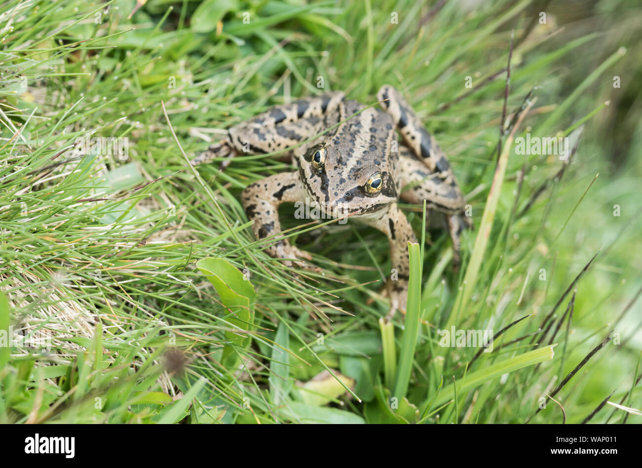 Long-legged Wood Frog/ Caucasus Frog (Rana macrocnemis Stock Photo - Alamy