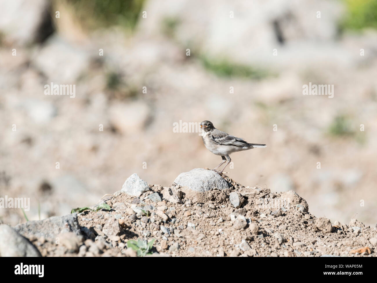 Standing White Wagtail (Motacilla alba) chick Stock Photo - Alamy