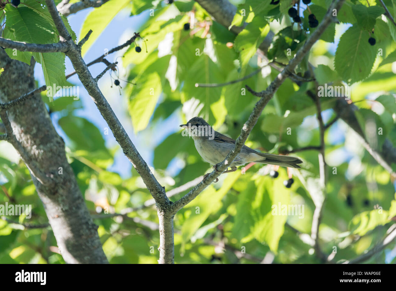 Curruca communis hi-res stock photography and images - Alamy