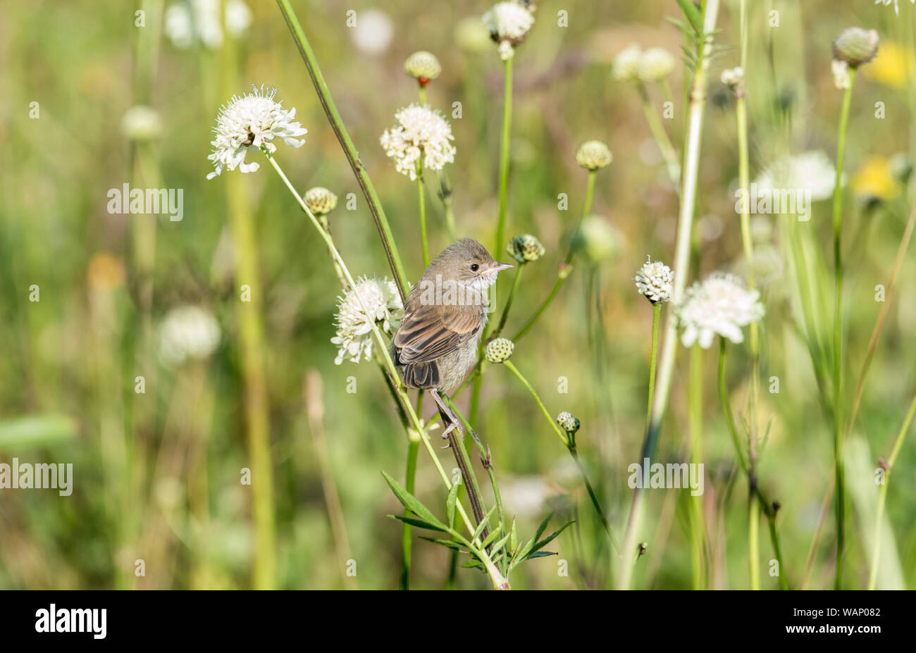 Whitethroat (Curruca communis) foraging on Cephalaria gigantea Stock ...
