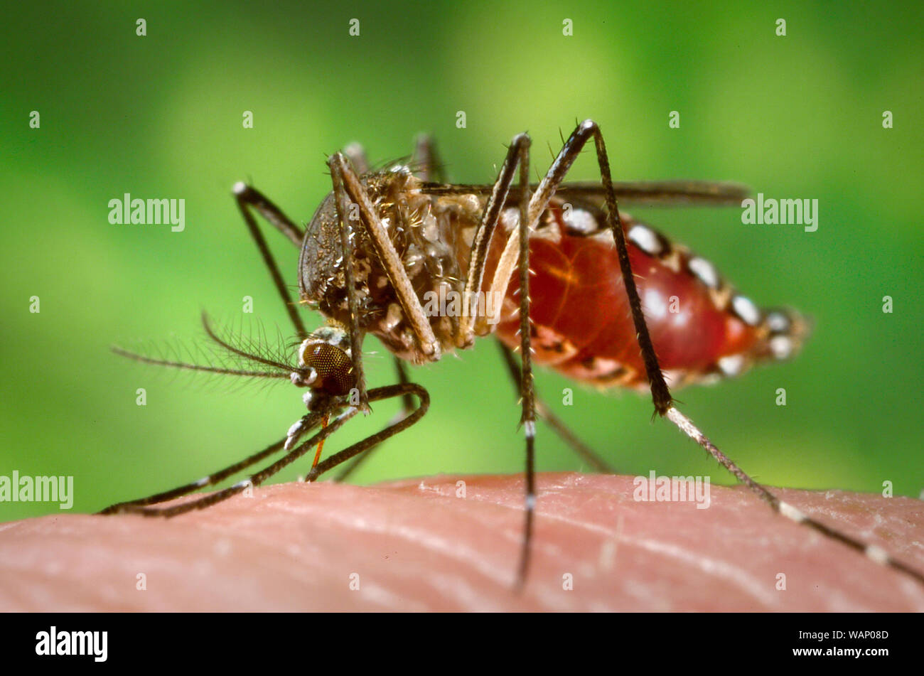 Dengue Mosquito From Under Microscope