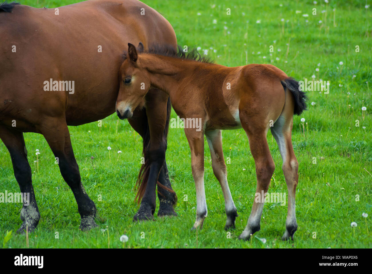 Pony love hi-res stock photography and images - Alamy