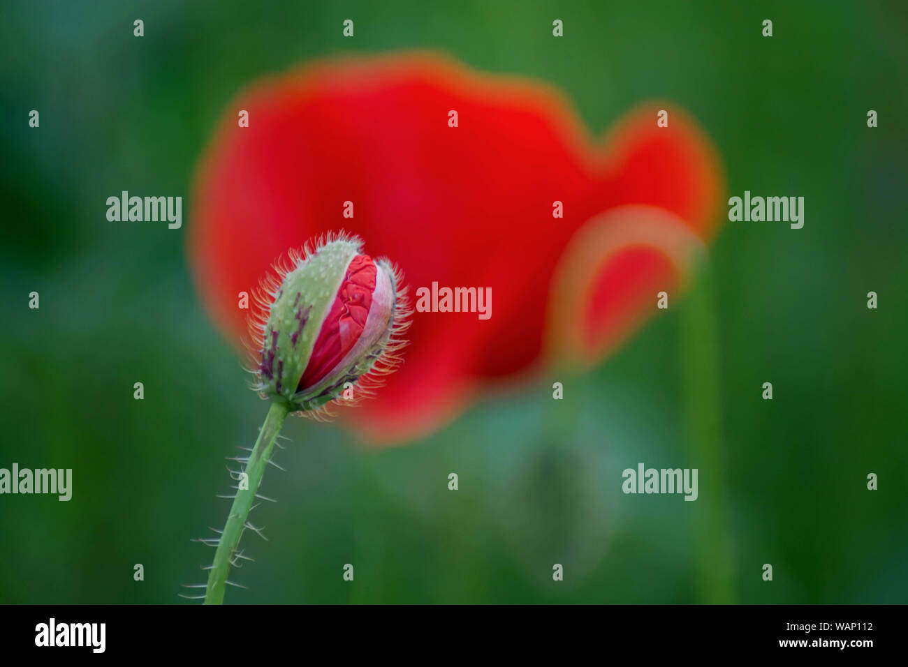 Greenfly on a half-open poppy bud in the field. Open poppy bud Stock ...