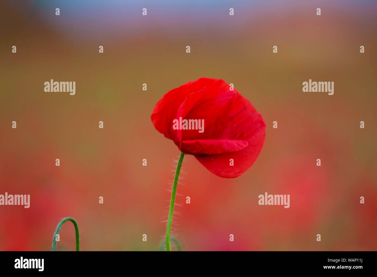 Single red POPPY flower on natural red field. Red poppy single flower ...