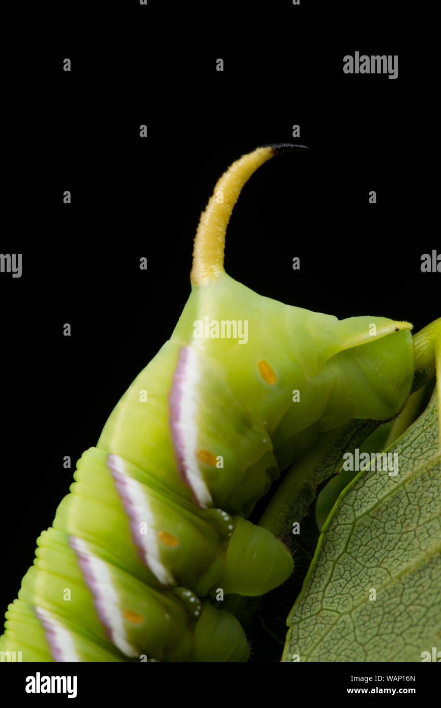 Posterior hook caterpillar hi-res stock photography and images - Alamy