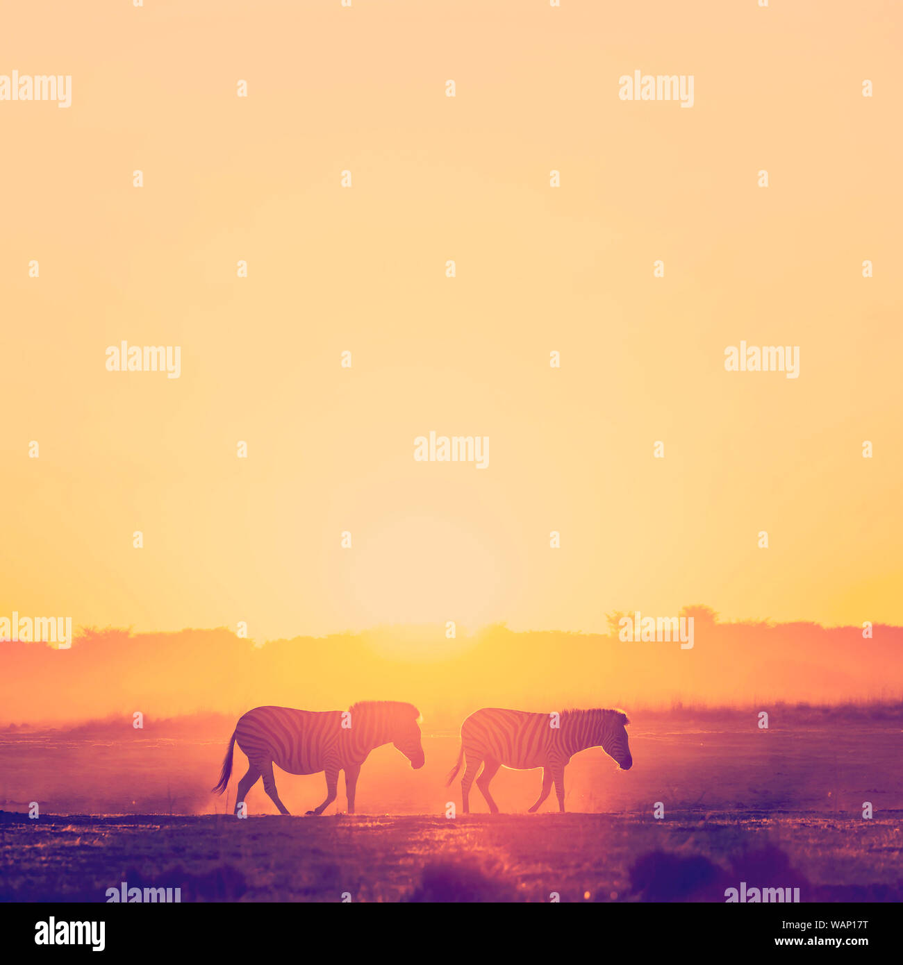 Zebra at sunset in Botswana, Africa with beautiful sunset light with ...