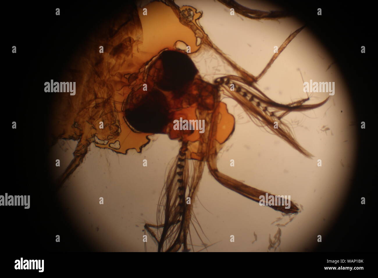 Insect and microscope hi-res stock photography and images - Alamy