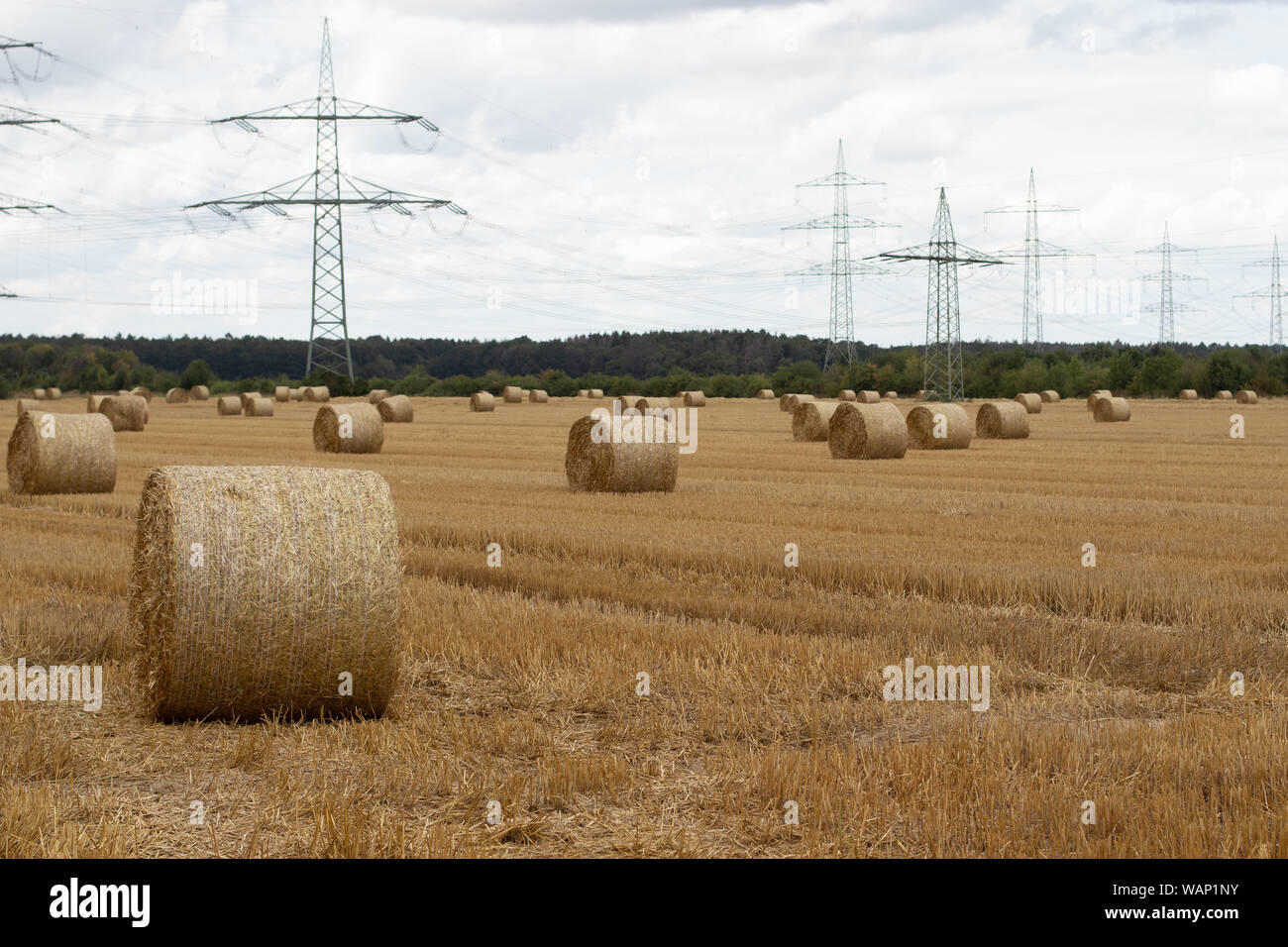 after harvest of wheat hay bundles remain for a while on the field ...