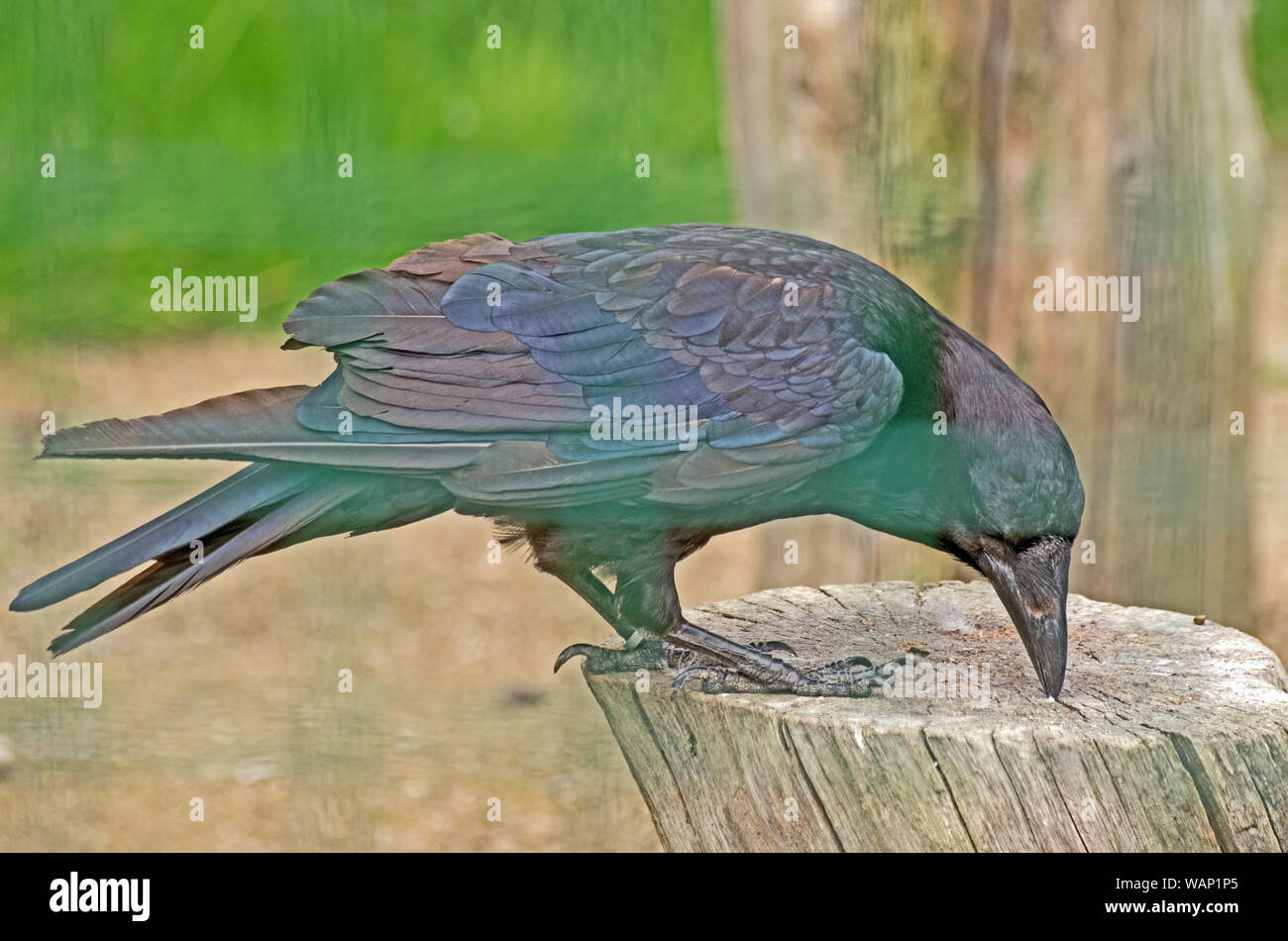 Corvus corax bird hi-res stock photography and images - Alamy