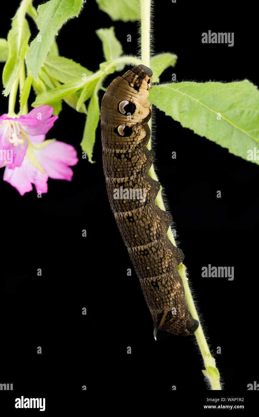 an-elephant-hawk-moth-caterpillar-deilephila-elpenor-photographed-in