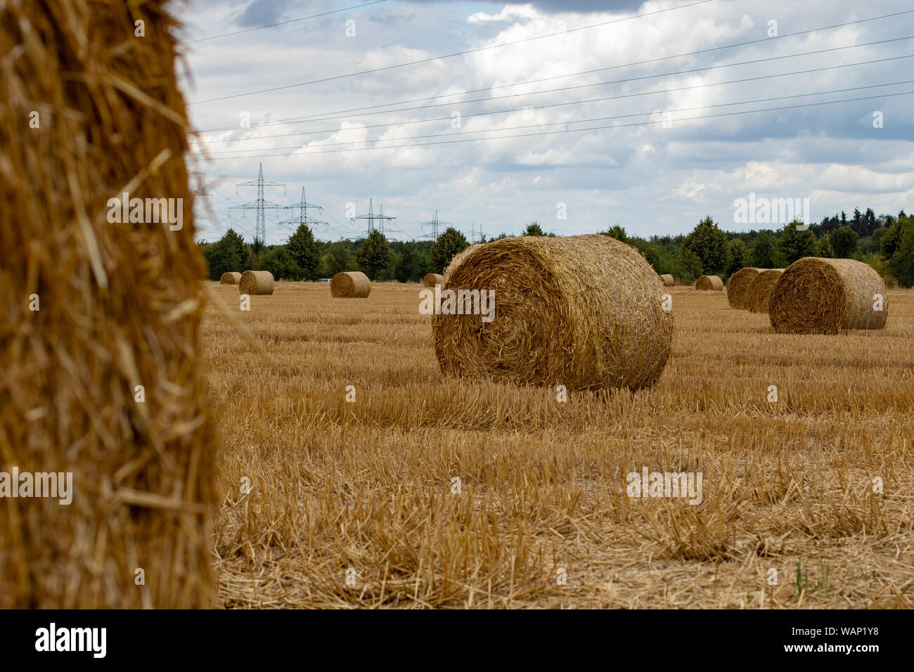 Dry wheat bundles hi-res stock photography and images - Alamy