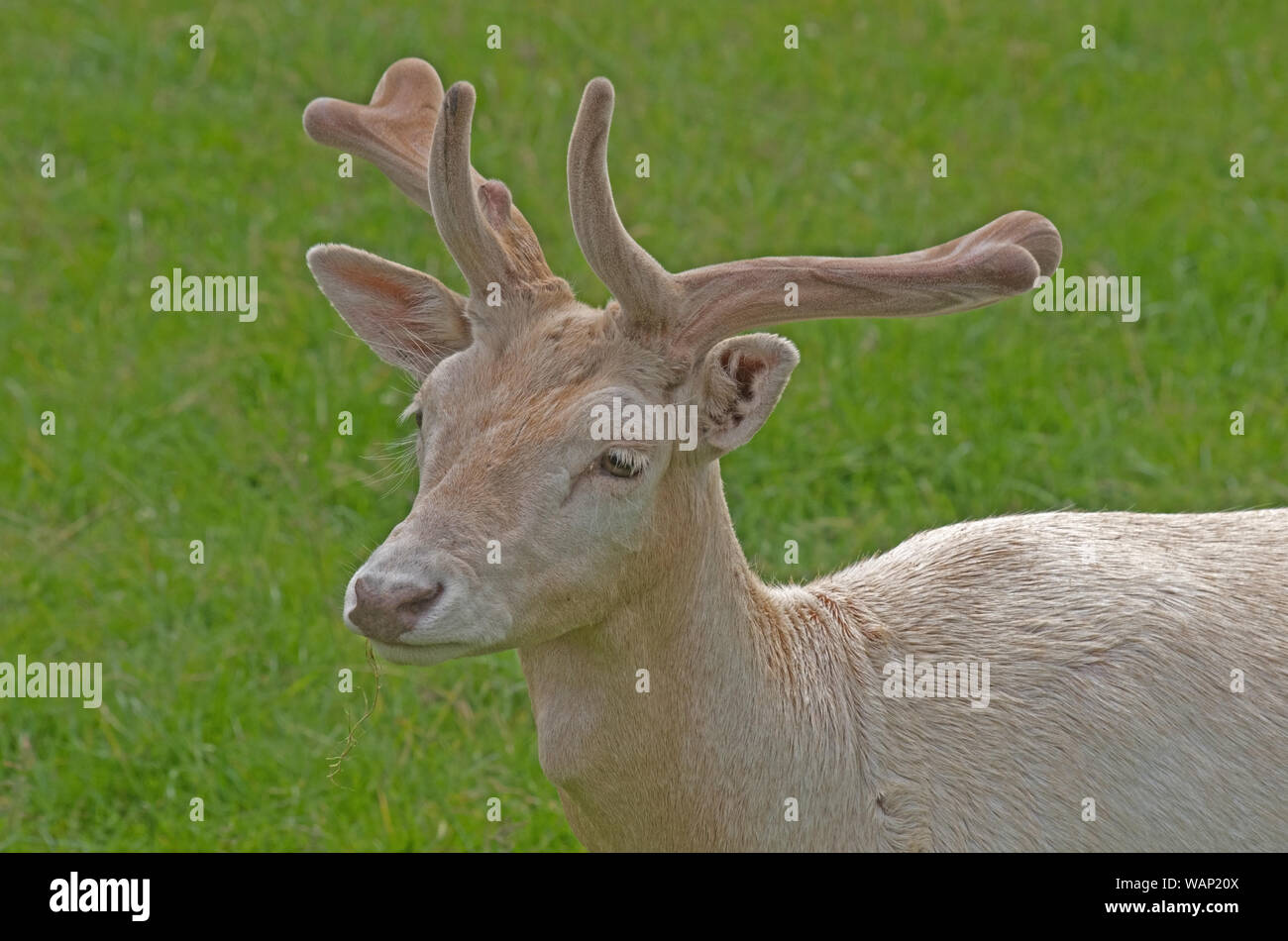 FALLOW DEER Cervus Dama Head Stock Photo - Alamy
