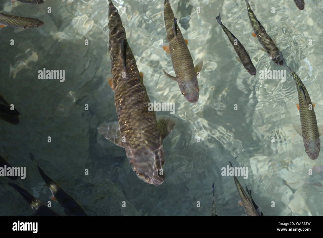 Fish in crystal clear water Stock Photo - Alamy