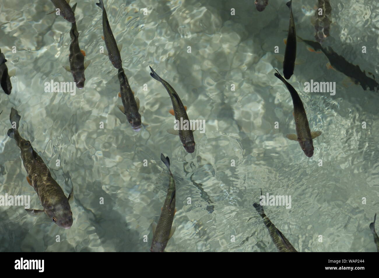 Clear fish eyes hi-res stock photography and images - Alamy