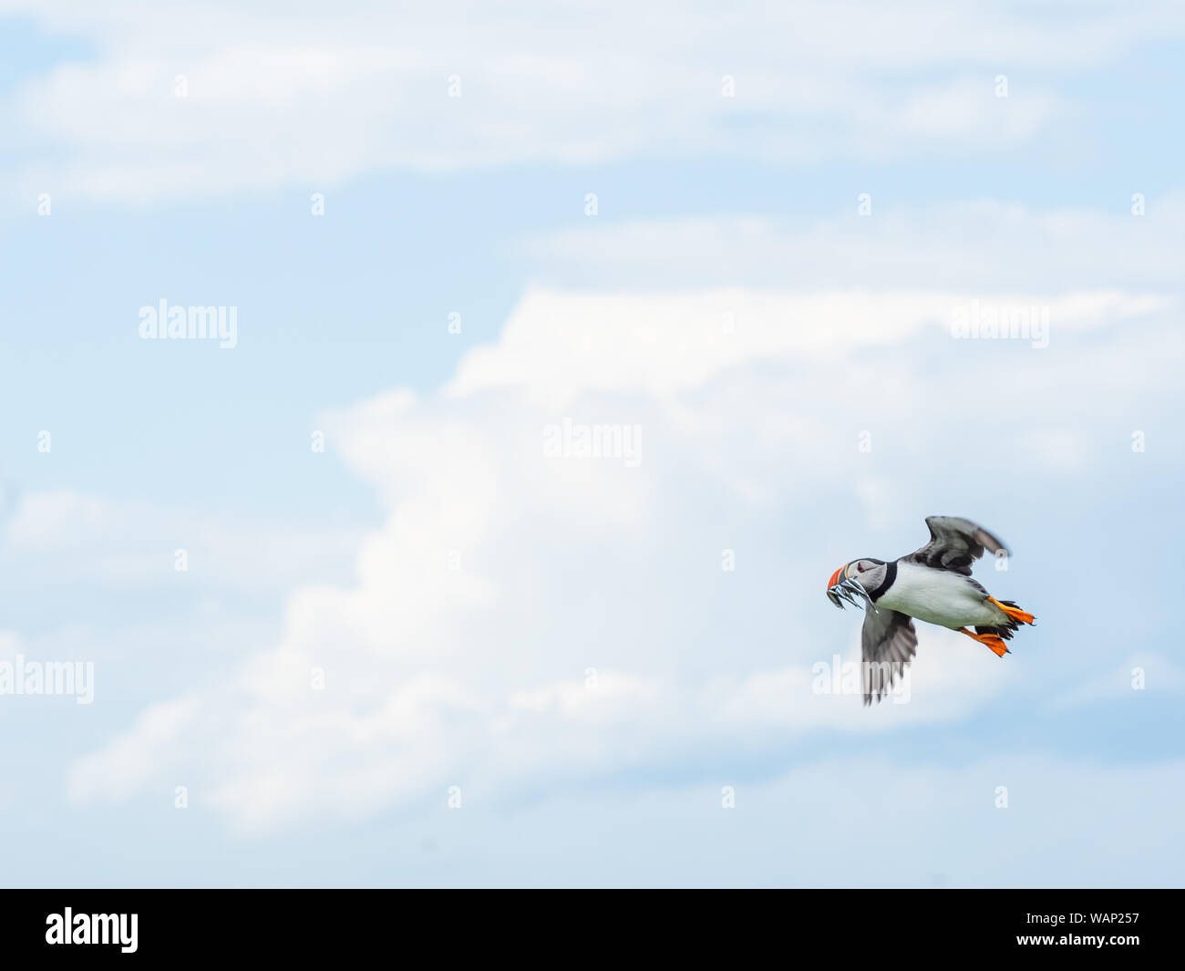 Atlantic puffin (Fratercula arctica), common puffin flying Stock Photo ...