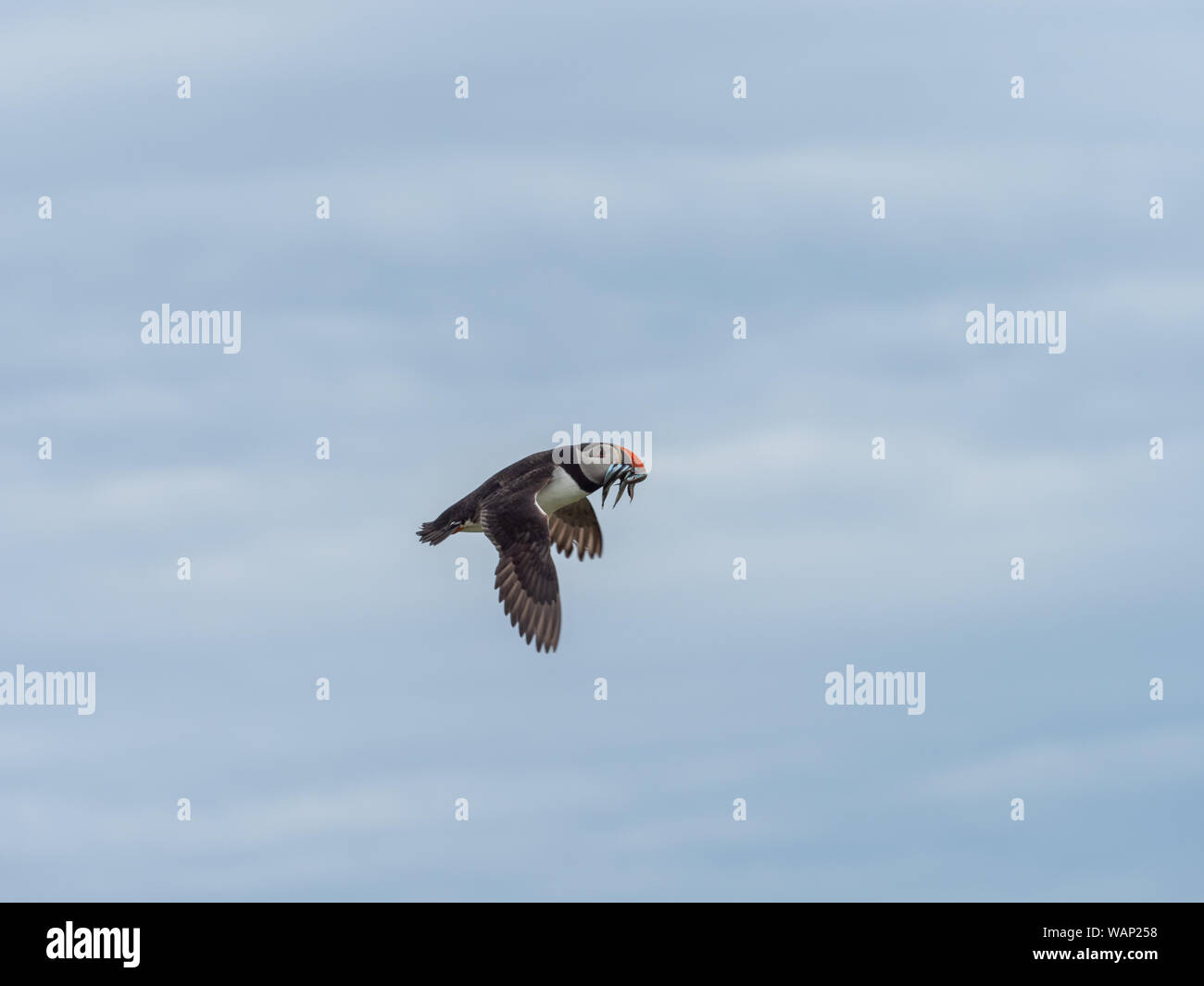 Atlantic puffin (Fratercula arctica), common puffin flying Stock Photo ...