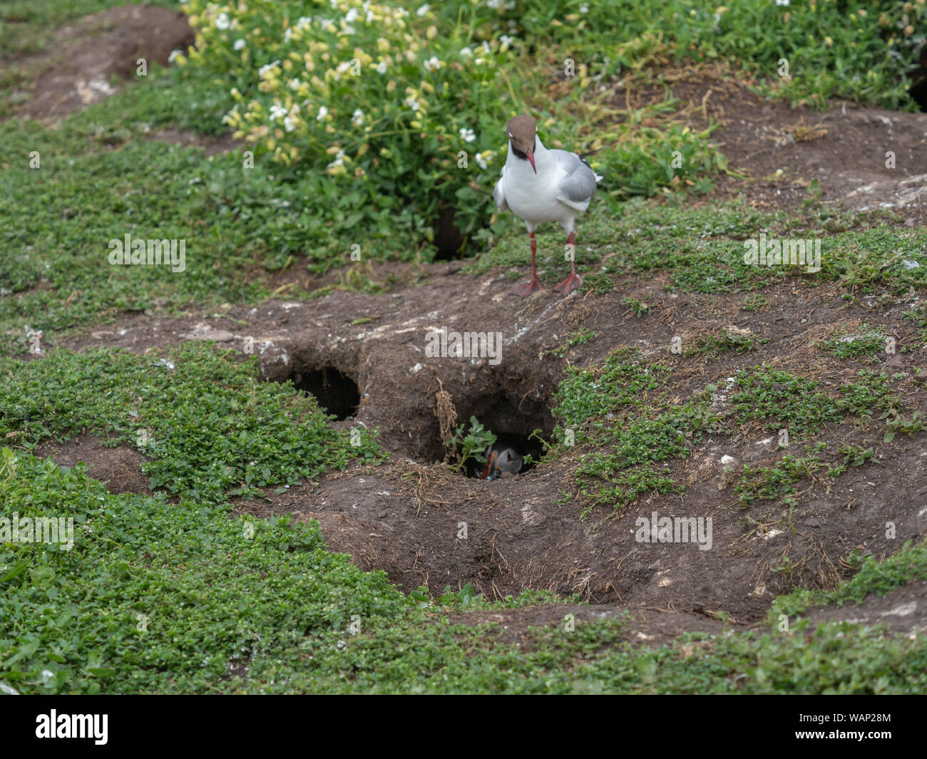Atlantic puffin (Fratercula arctica), common puffin Stock Photo - Alamy