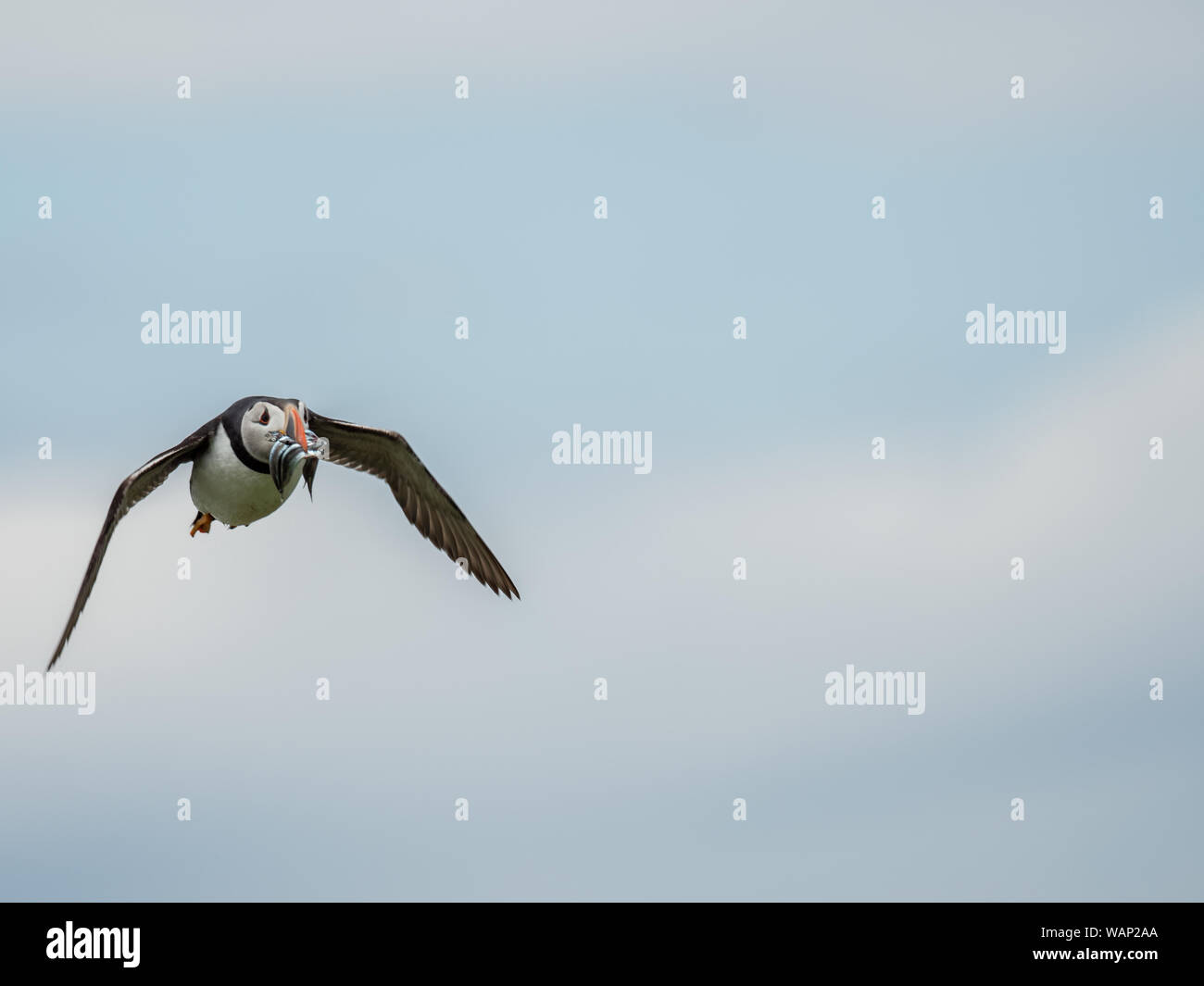 Atlantic puffin (Fratercula arctica), common puffin flying Stock Photo ...