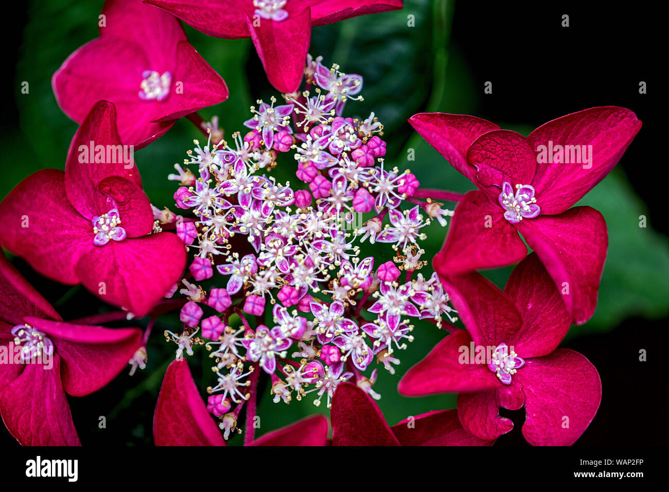 Red hydrangea hi-res stock photography and images - Alamy