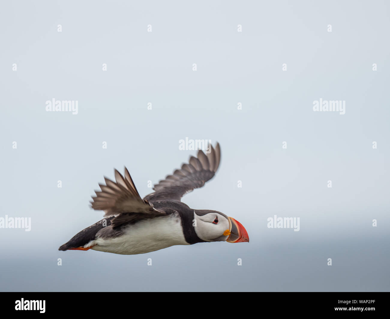 Atlantic puffin (Fratercula arctica), common puffin flying Stock Photo ...