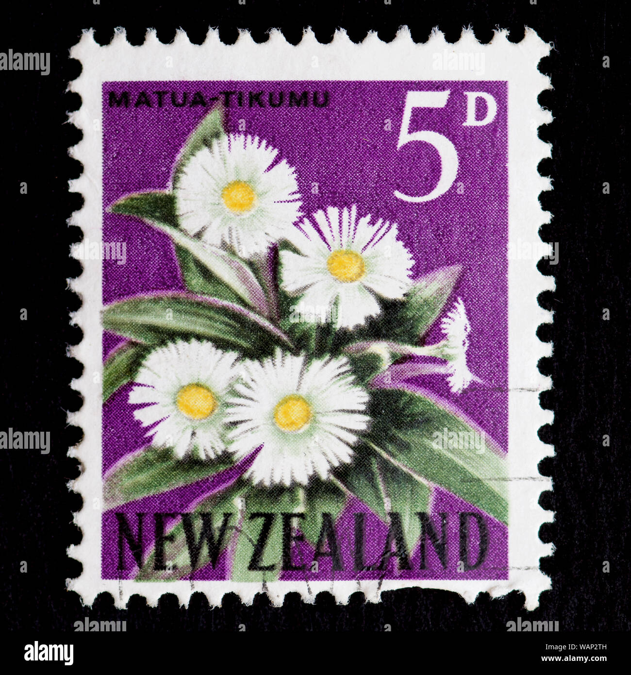 New Zealand Postage Stamp - Mountain Daisy (Celmisia coriacea Stock ...