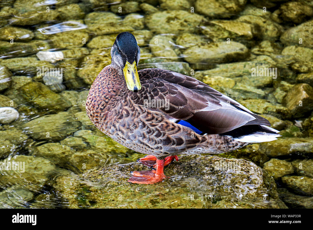 male mallard standing on a rock in the waters of lake Ammersee Stock ...