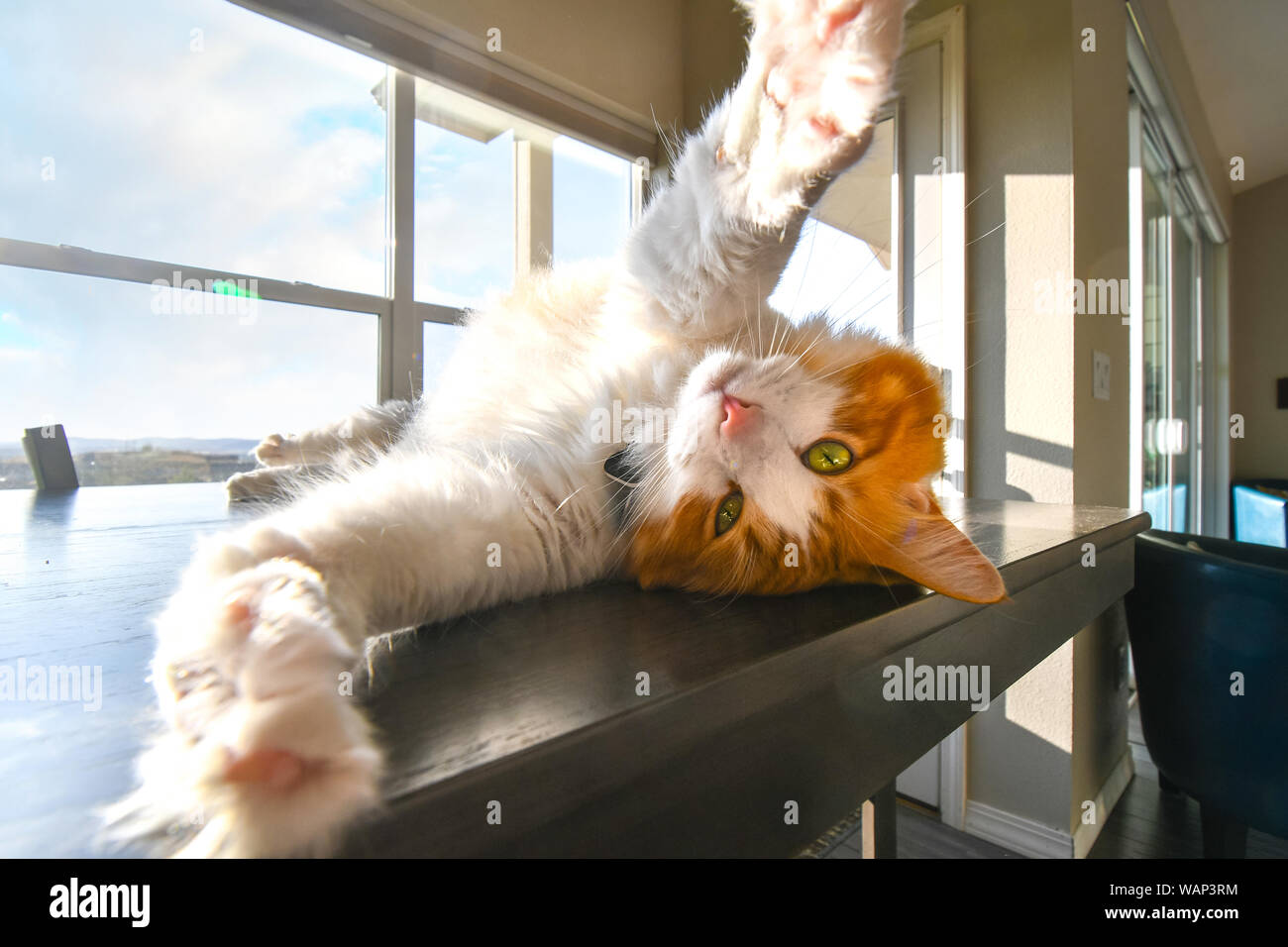 A beautiful orange and white Maine Coon cat stretches upside down as he ...