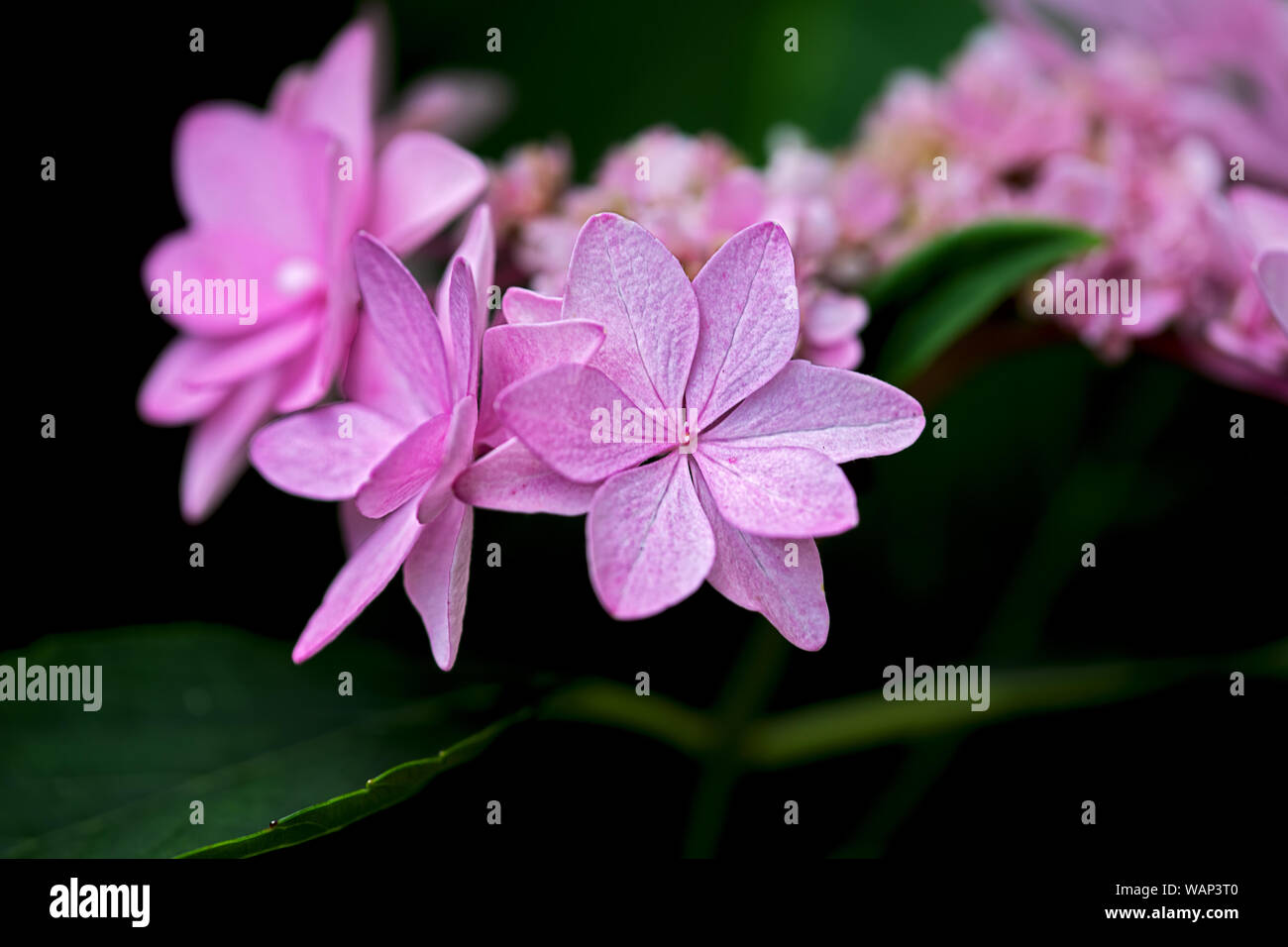 Hydrangea closeup petals hi-res stock photography and images - Alamy