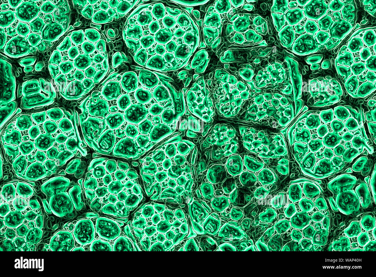 Biological Polymer High Resolution Stock Photography and Images - Alamy