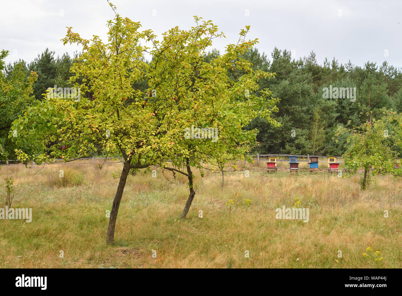 Apple orchard with beehives on a summer day, Poland Stock Photo - Alamy