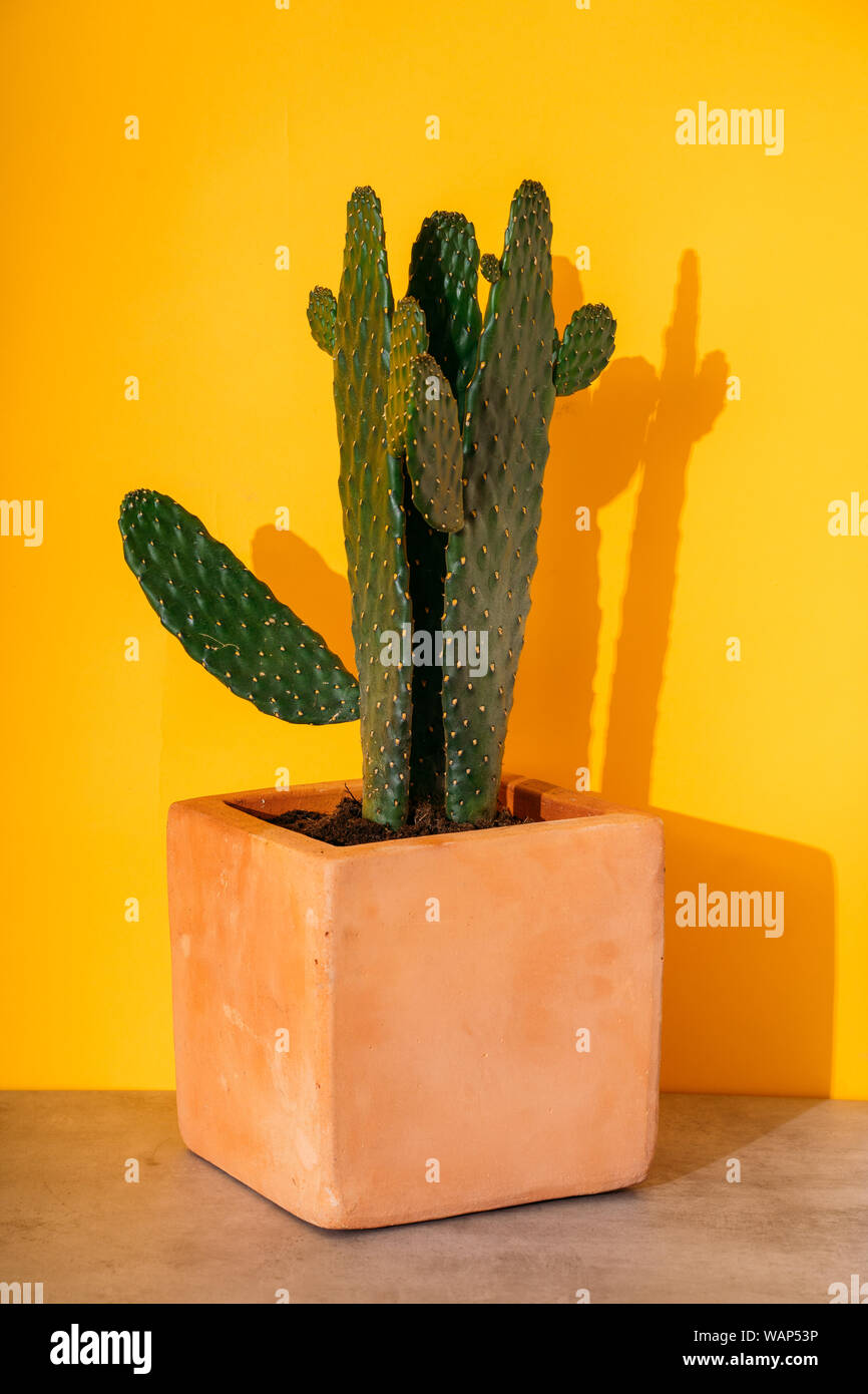 Cactus plant in a clay pot isolated, Yellow background. Succulents or ...
