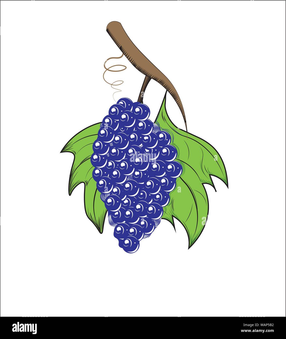 Bunch grapes on black Stock Vector Images - Alamy