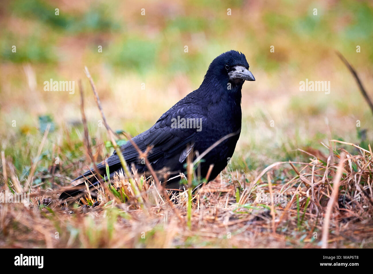 Juvenile Rook High Resolution Stock Photography and Images - Alamy