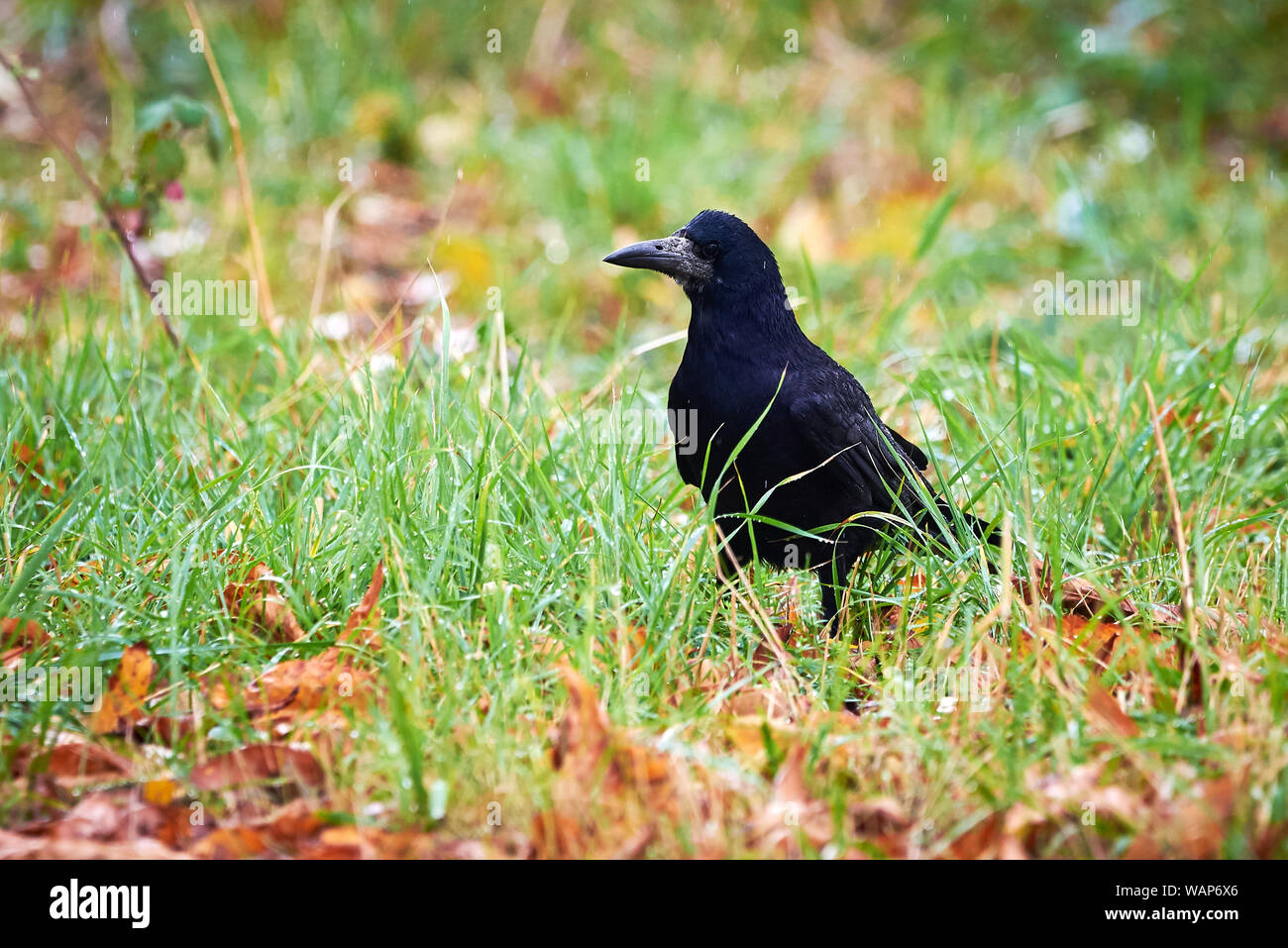 Rook (Corvus frugilegus) Sitting in the Grass Stock Photo - Alamy