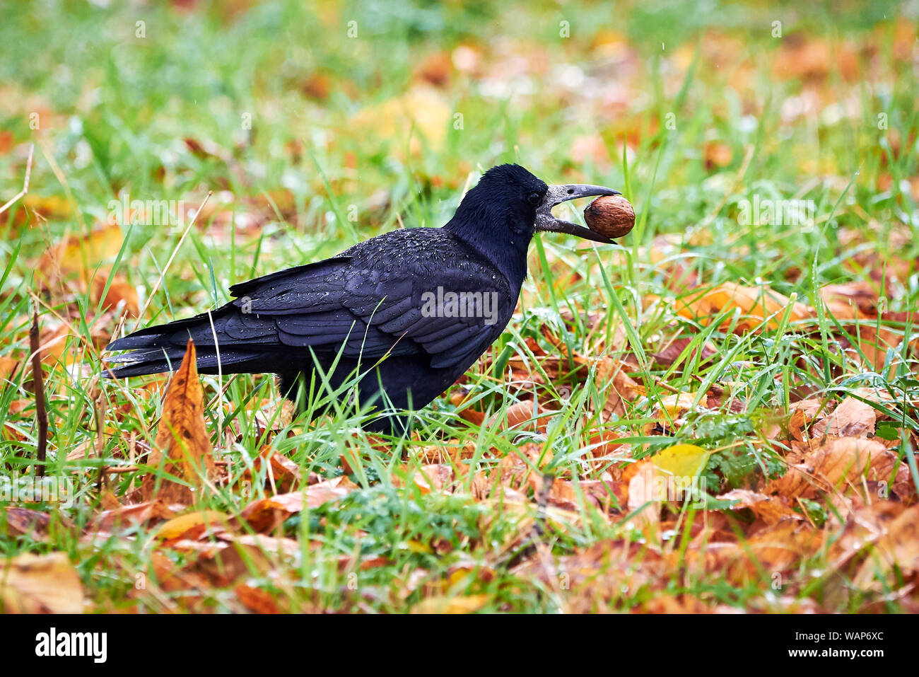 Raven tree eating hi-res stock photography and images - Alamy